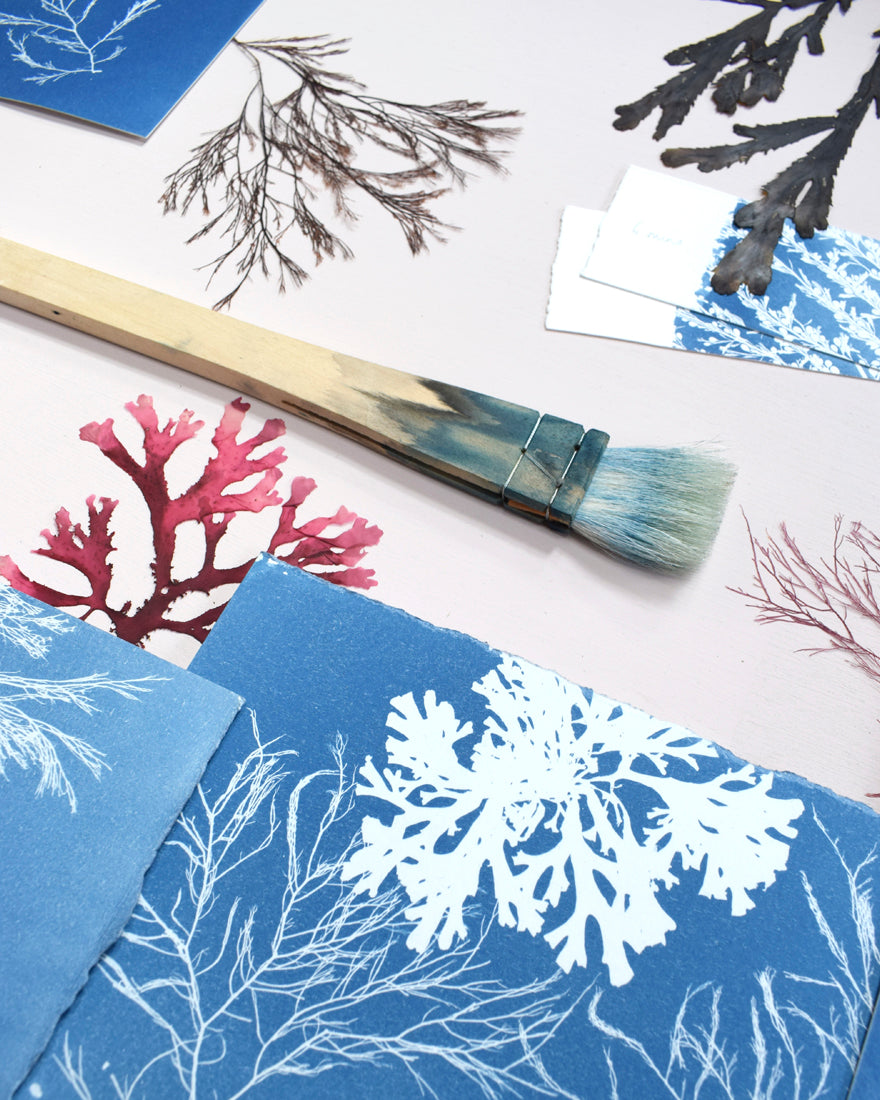 The History of Cyanotypes by Paper Birch