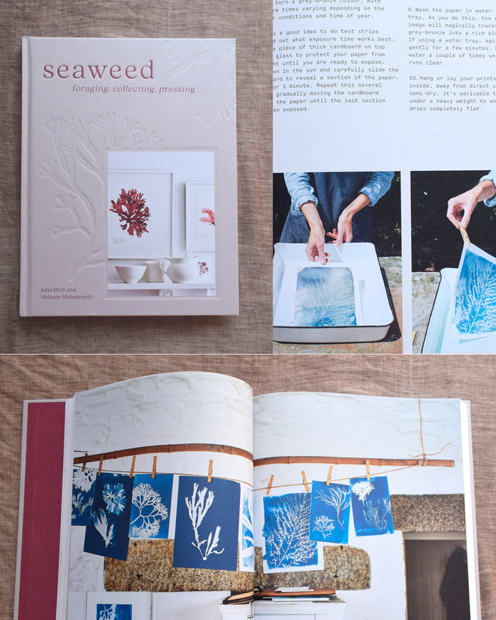 Seaweed: Foraging Collecting Pressing – Paper Birch