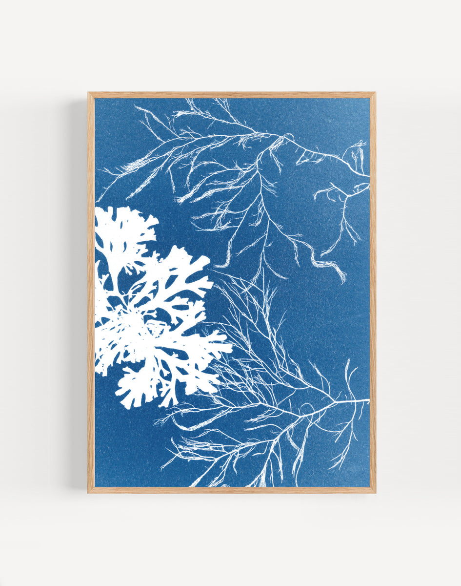 Seaweed cyanotype art prints and coastal paper goods - Paper Birch