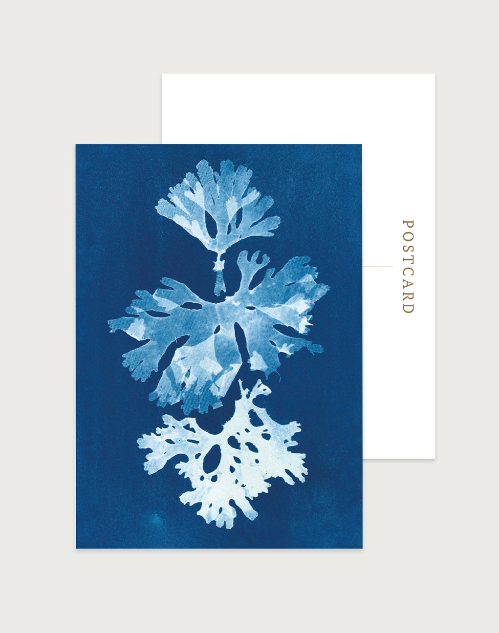 Seaweed cyanotype art prints and coastal paper goods - Paper Birch